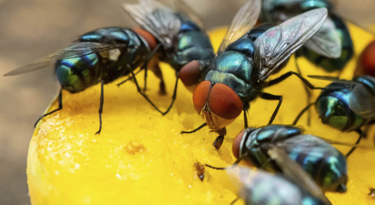 What Is The Life Cycle Of A Fly? - Insecta-Inspecta.com