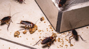 Cockroach Reproduction: How Often and Why It Matters - Insecta-Inspecta.com