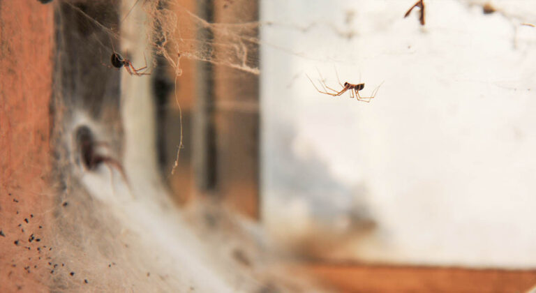 How Do Spiders Sense Their Environment? - Insecta-Inspecta.com