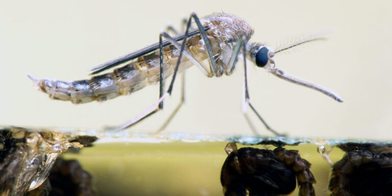 Can Mosquitoes Breed In Any Water Source? - Insecta-Inspecta.com