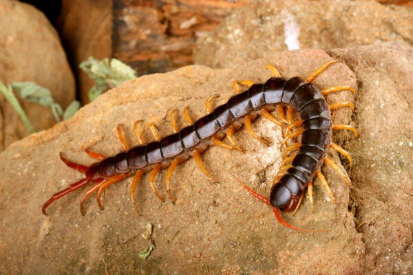 Centipede Facts & Information - Insecta-Inspecta.com