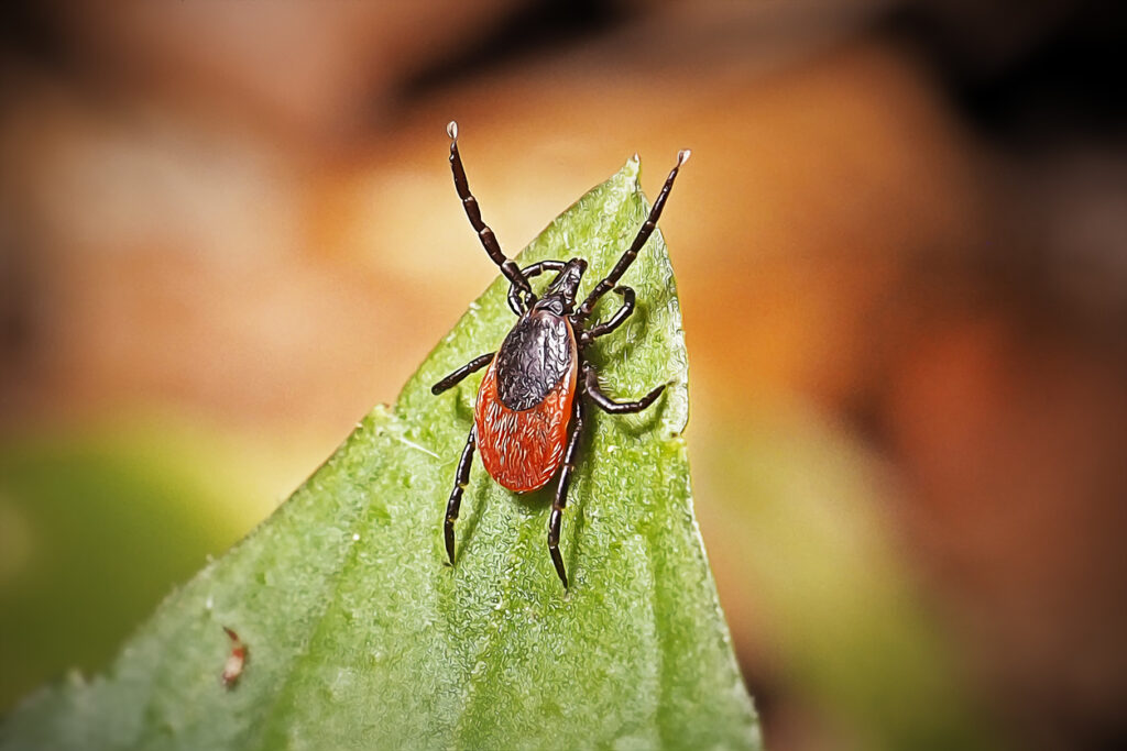 Ticks' Diet: What They Eat and Why It Matters - Insecta-Inspecta.com