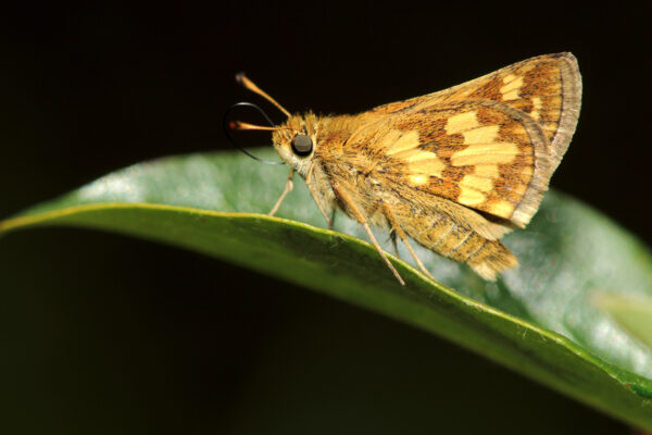 The Life Cycle of a Moth - Insecta-Inspecta.com