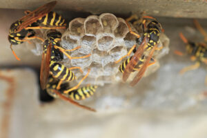 A Wasps Life Cycle - InsectaInspecta.com